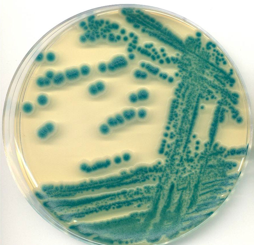 Oxoid Agar