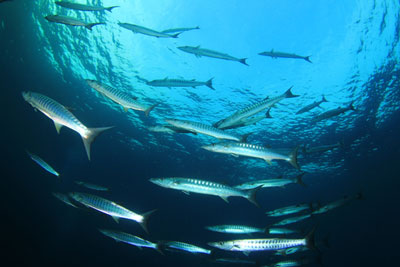 Ciguatera fish poisoning underreported in Florida