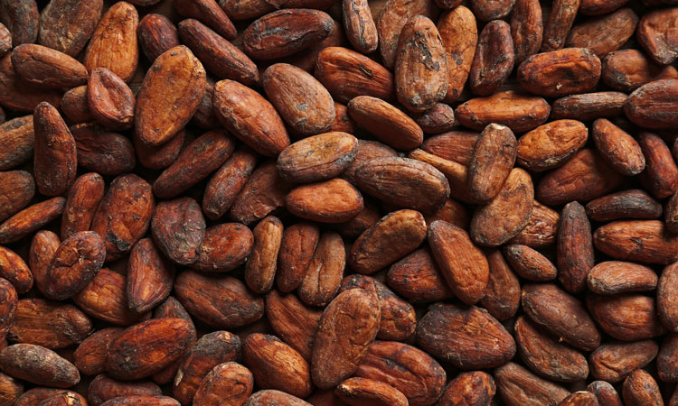Chocolate flavour is developed during processing of cocoa beans