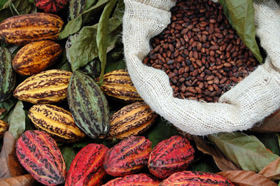Cocoa Life fully operational in Indonesia