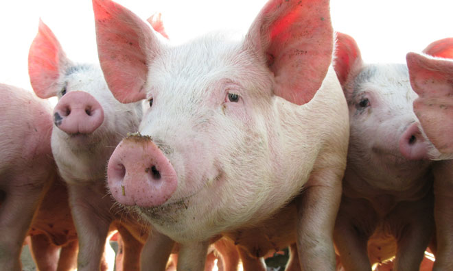 Norway leading the way in MRSA fight among pig herds